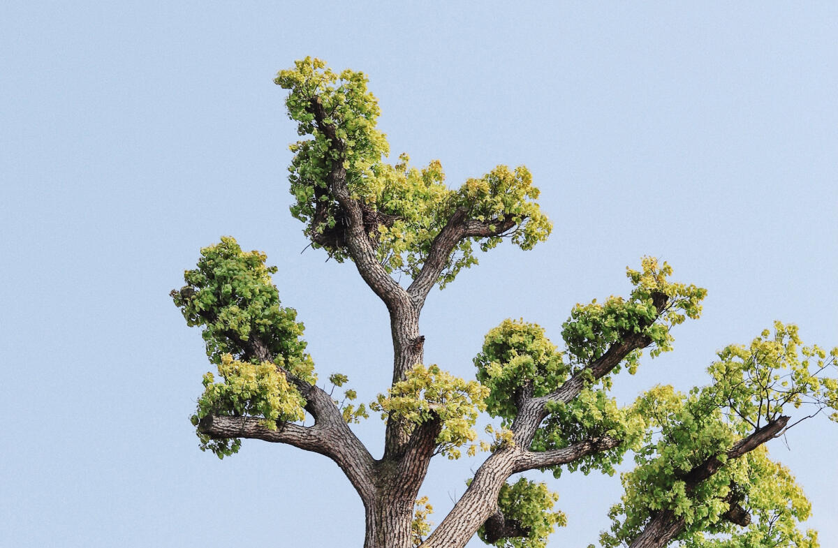 Imagine Tree Service